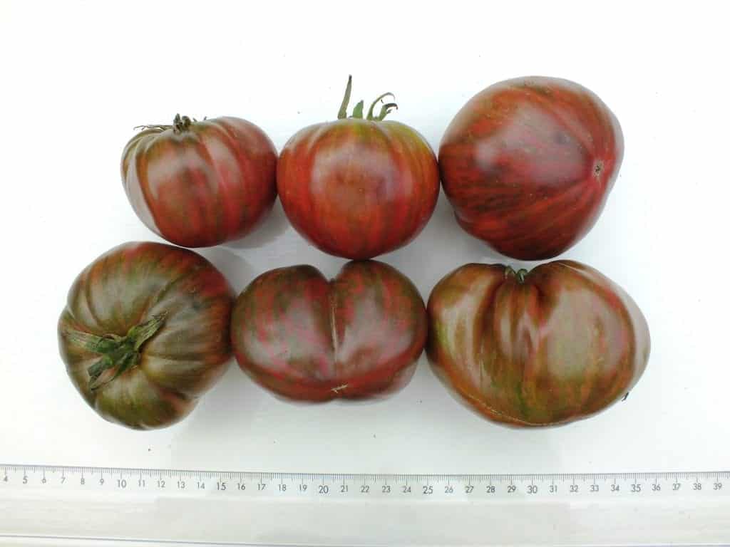 Berkeley Tie Dye Pink - Diana's mooie moestuin