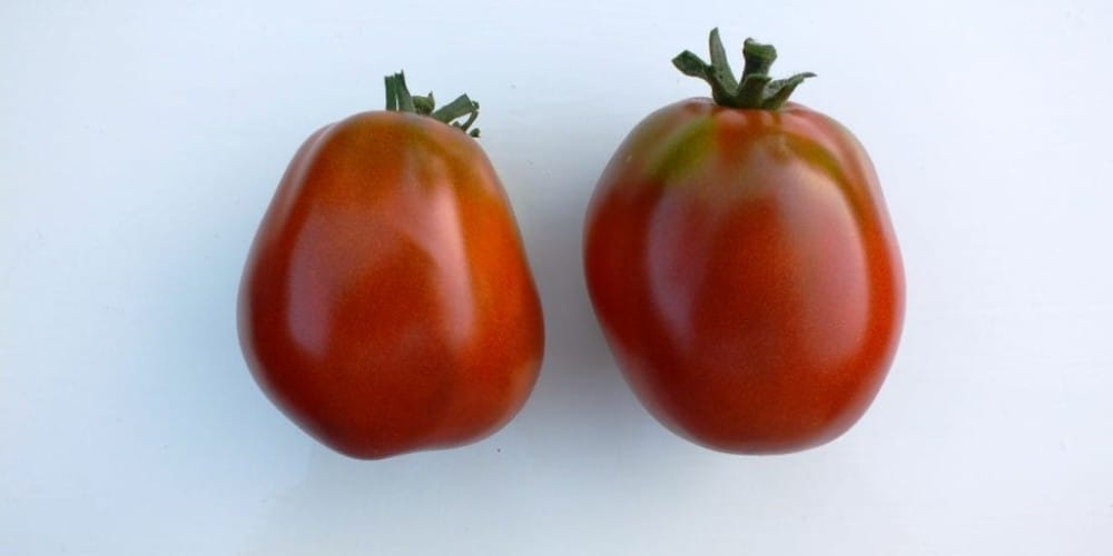 Black Pear - Diana's mooie moestuin