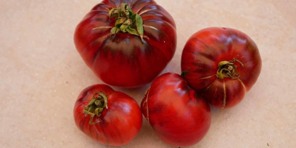 Blue Tom - Diana's mooie moestuin