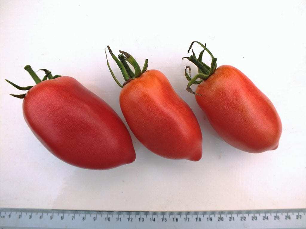 Ceman - Diana's mooie moestuin