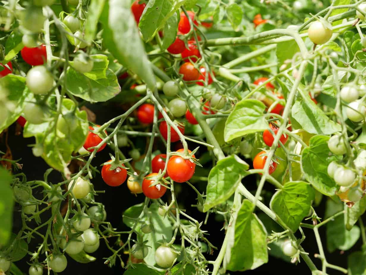 Cherry Cascade - Diana's mooie moestuin