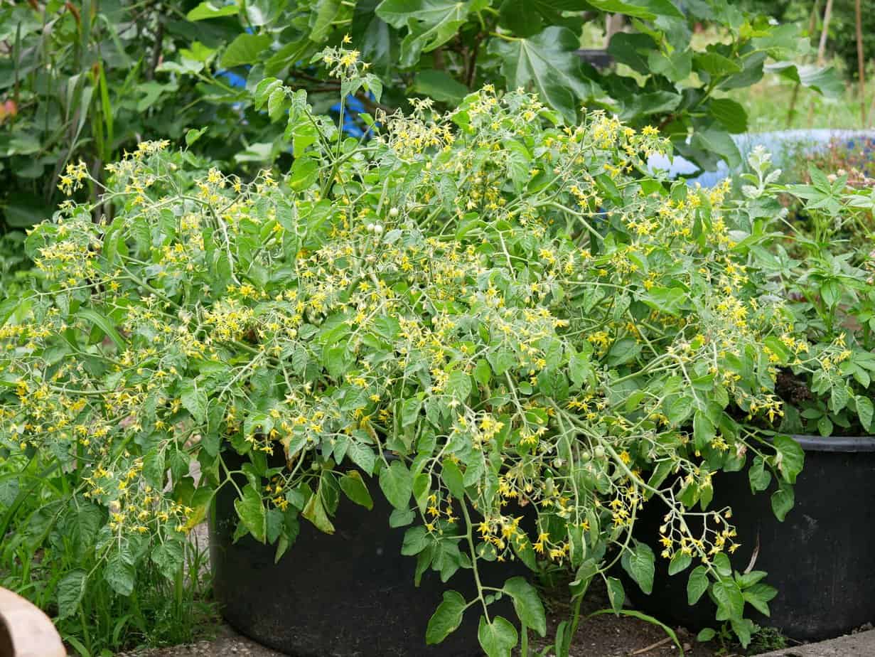Cherry Cascade - Diana's mooie moestuin