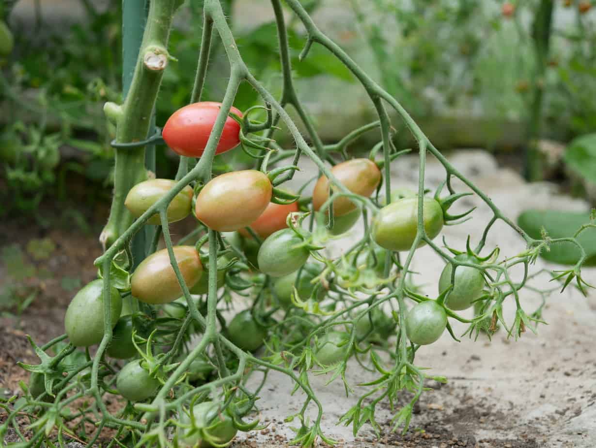 Chio Chio San - Diana's mooie moestuin