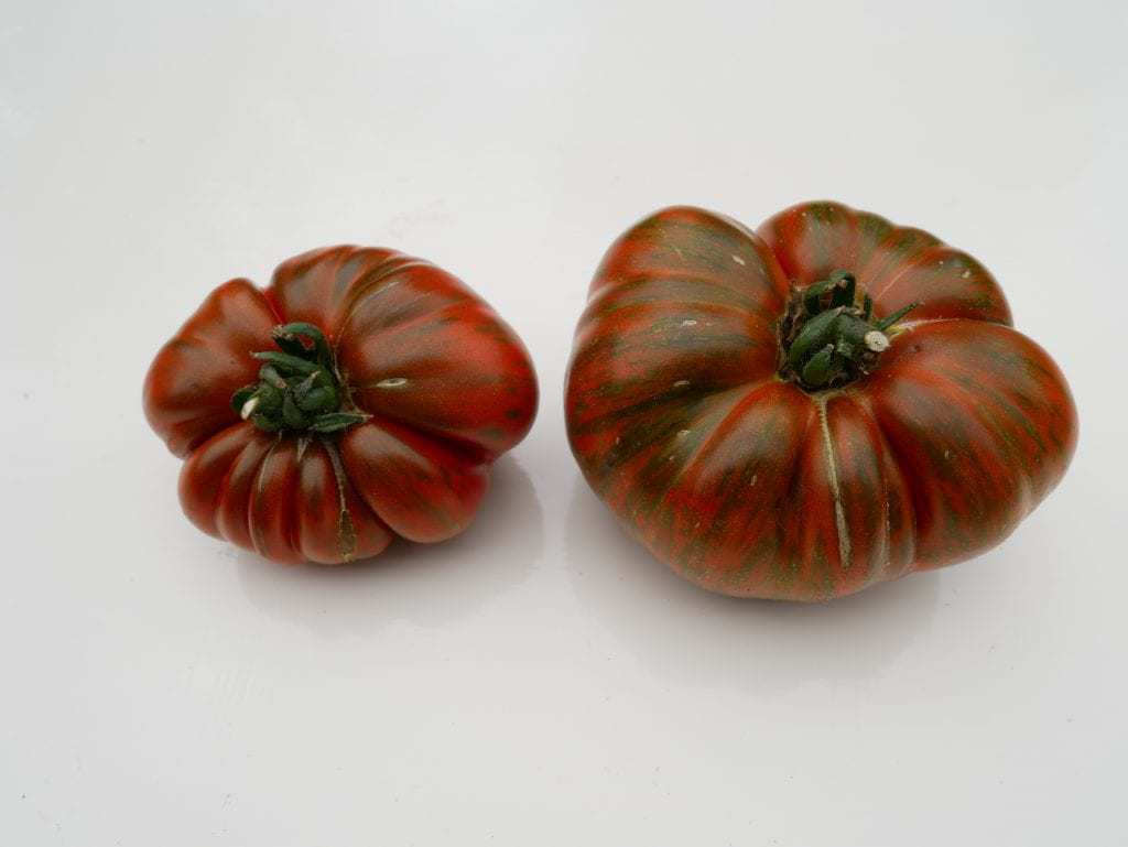 Chocolate Stripes - Diana's mooie moestuin