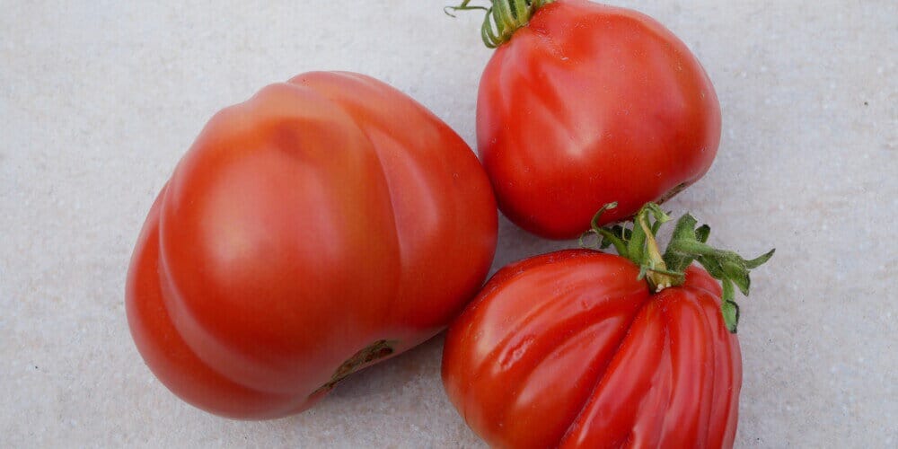 Coeur de Boeuf de Nice - Diana's mooie moestuin