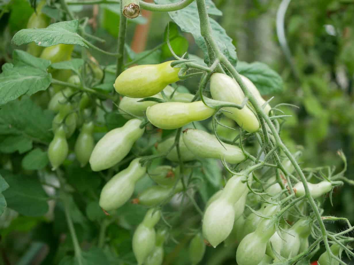Dancing Green Fingers - Diana's mooie moestuin