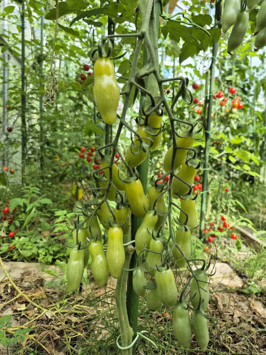 Tomatenfoto's - Diana's mooie moestuin