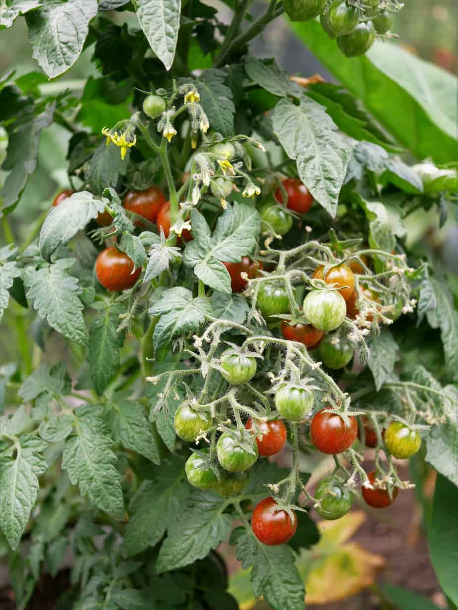 Dark Stripe Micro - Diana's mooie moestuin