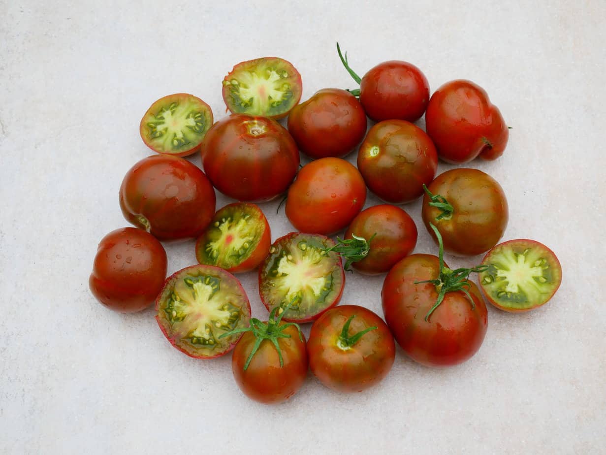 Dwarf Copperhead - Diana's mooie moestuin