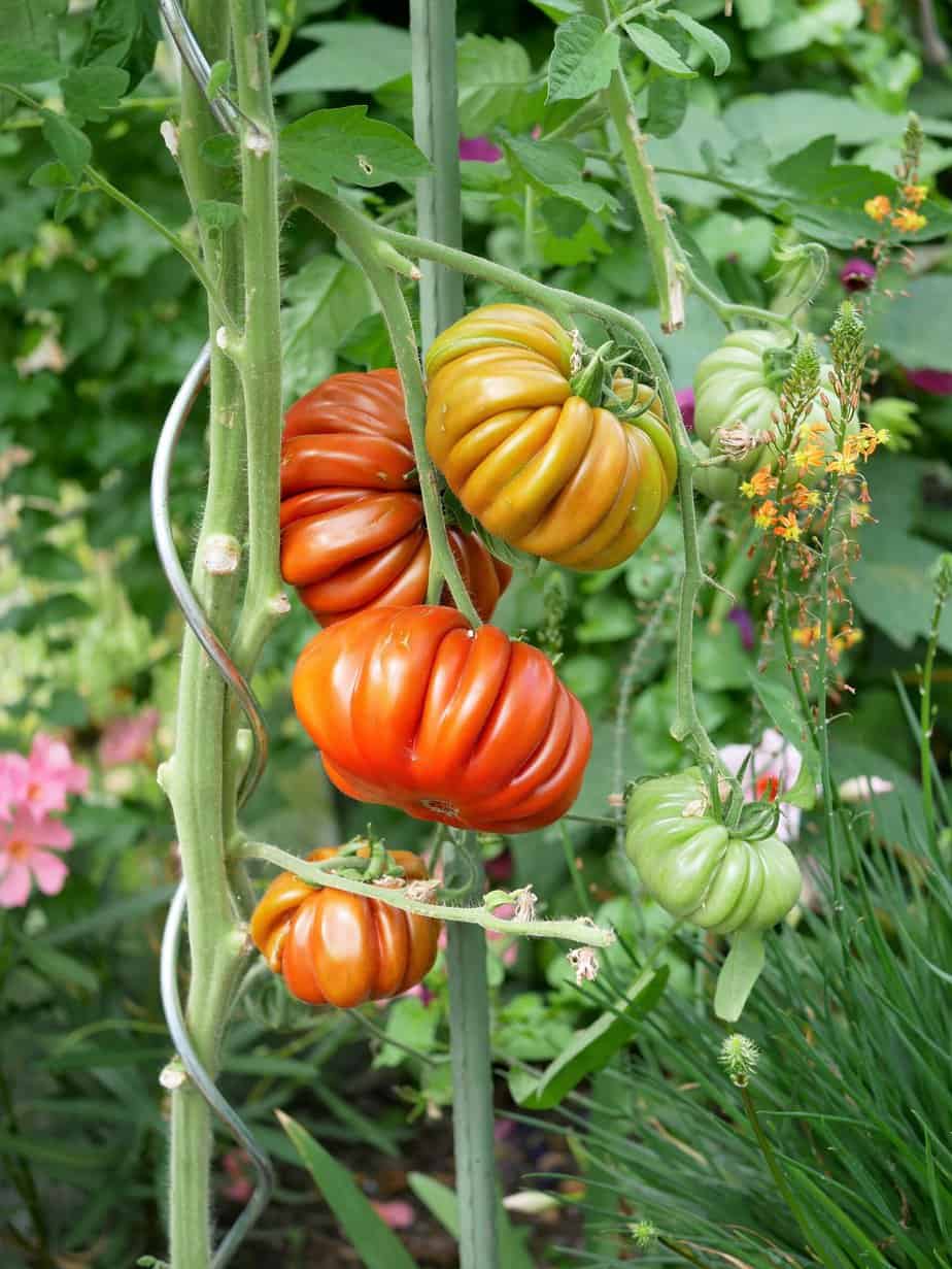 Tomaten op 2 stammen - Diana's mooie moestuin