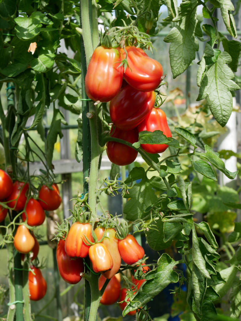 Tomaten op 2 stammen - Diana's mooie moestuin