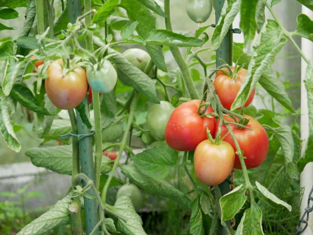 Grushovka - Diana's mooie moestuin