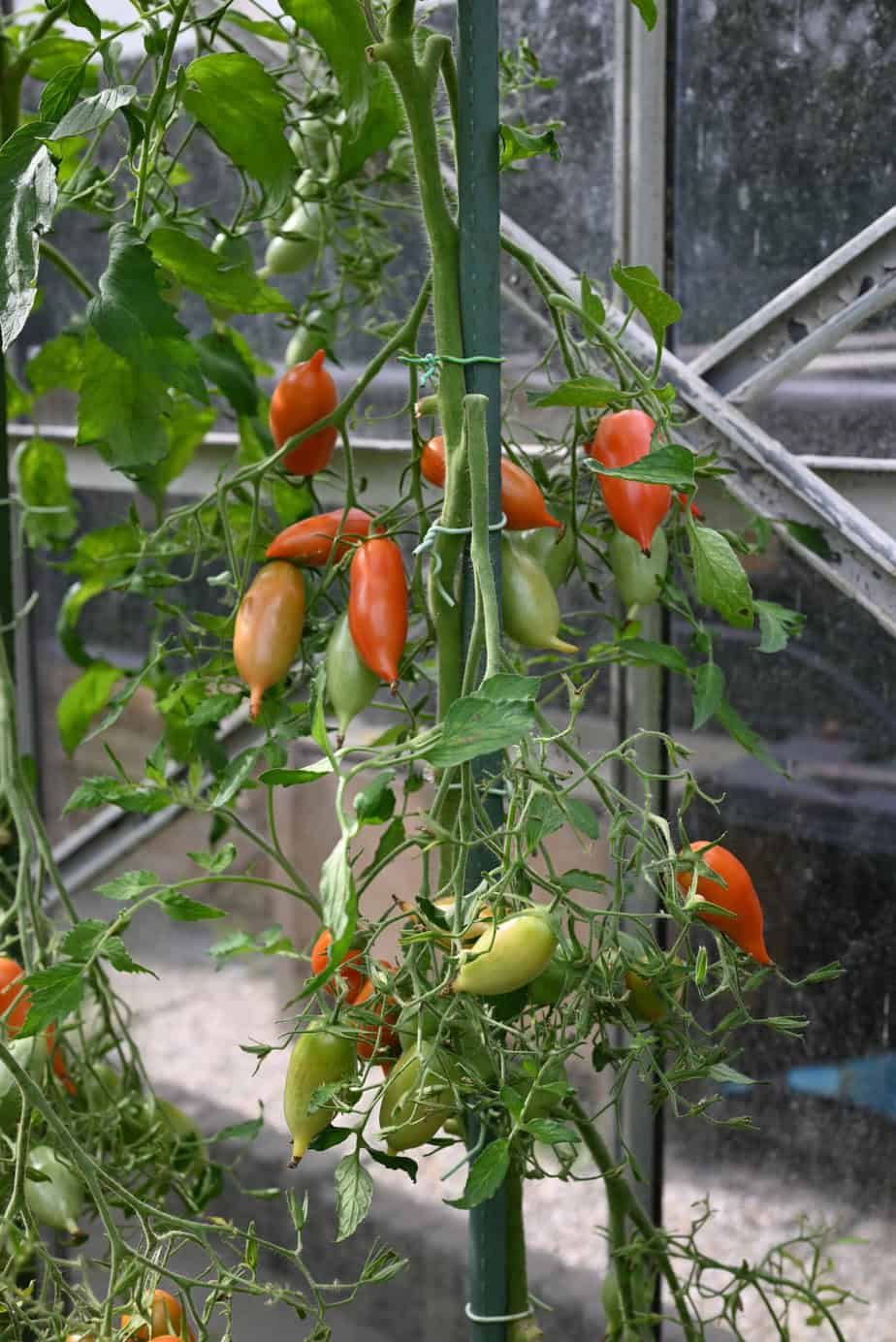Handy Lady - Diana's mooie moestuin
