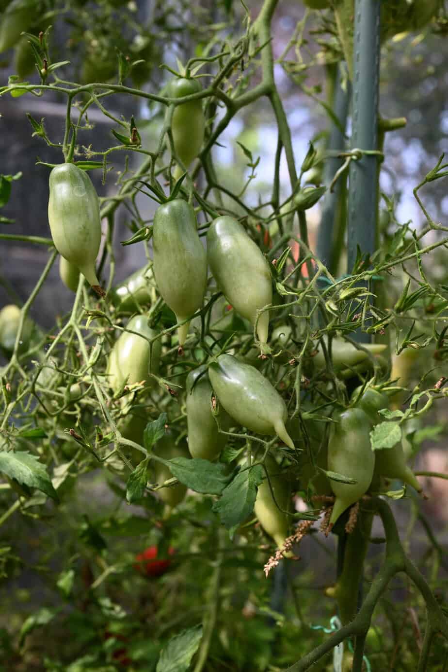 Handy Lady - Diana's mooie moestuin