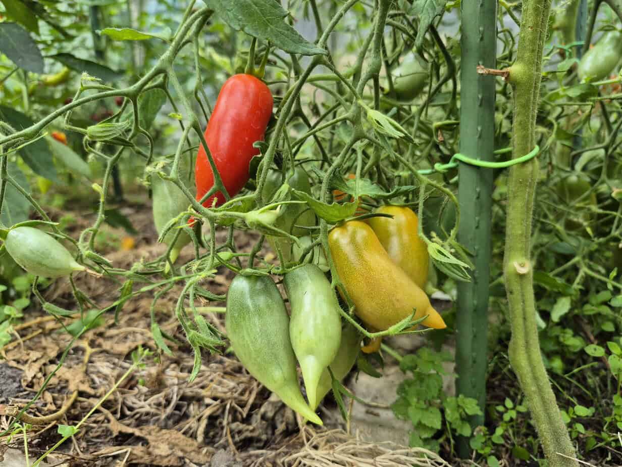 Handy Lady - Diana's mooie moestuin