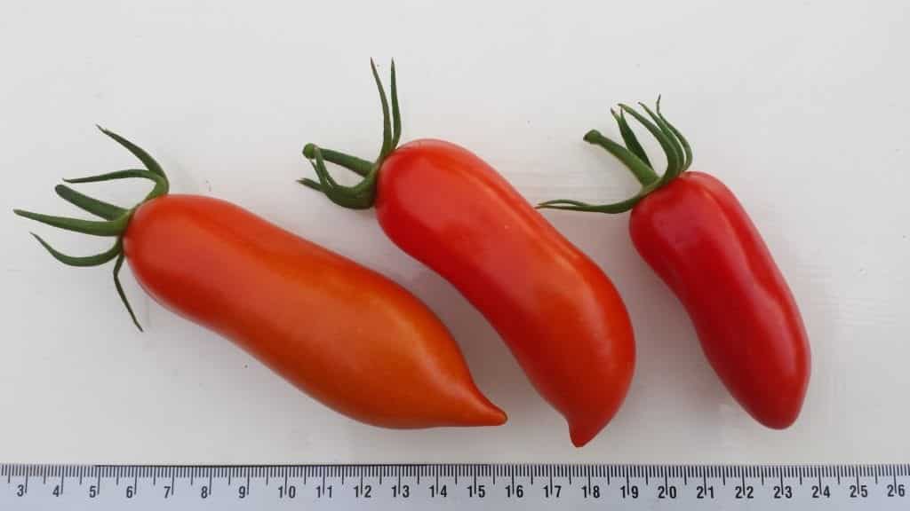 Hochloma - Diana's mooie moestuin