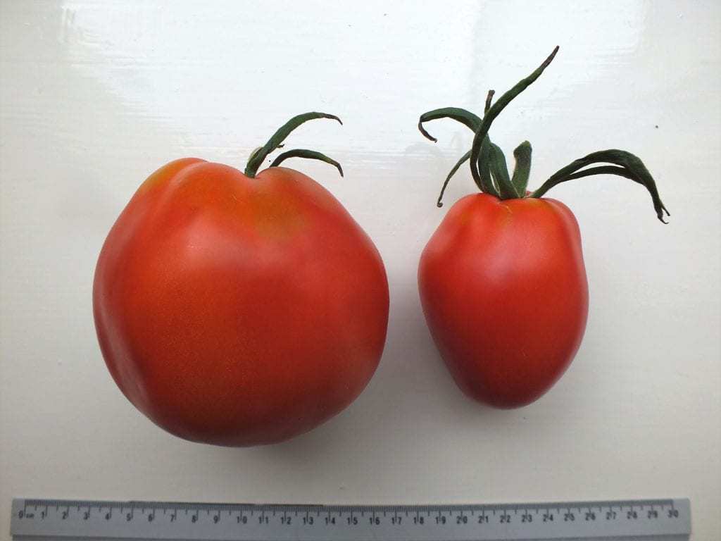 Italian Heirloom - Diana's mooie moestuin