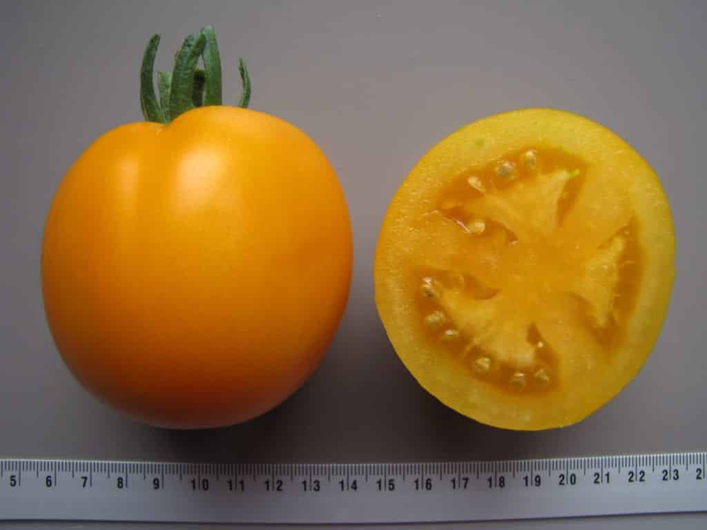 Mandarin Cross - Diana's mooie moestuin