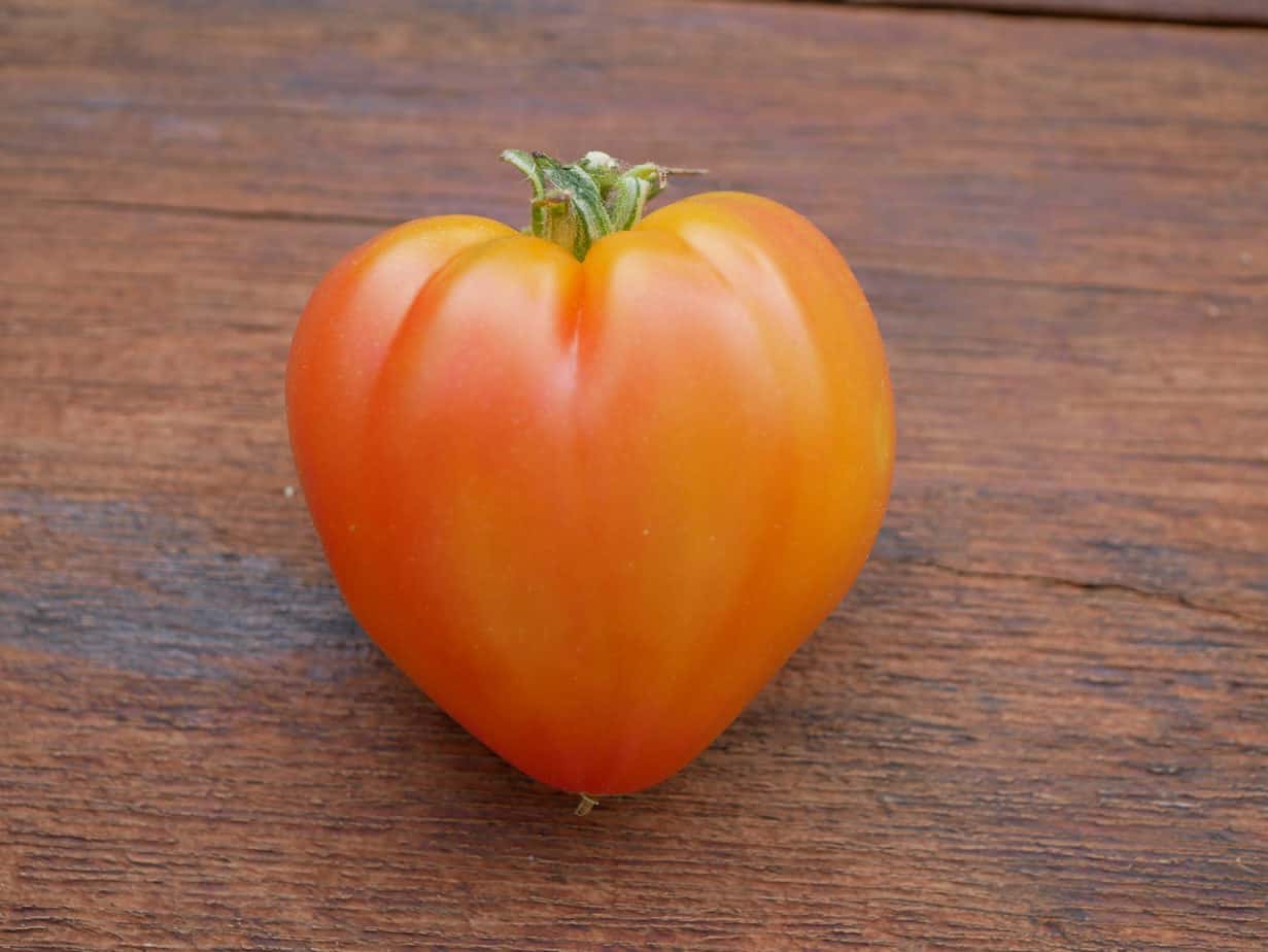 Tomaat Marina's Praise - Diana's mooie moestuin