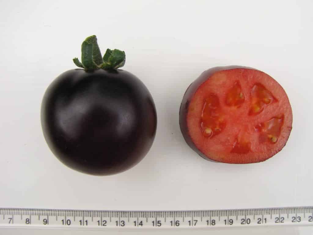 OSU Blue - Diana's mooie moestuin