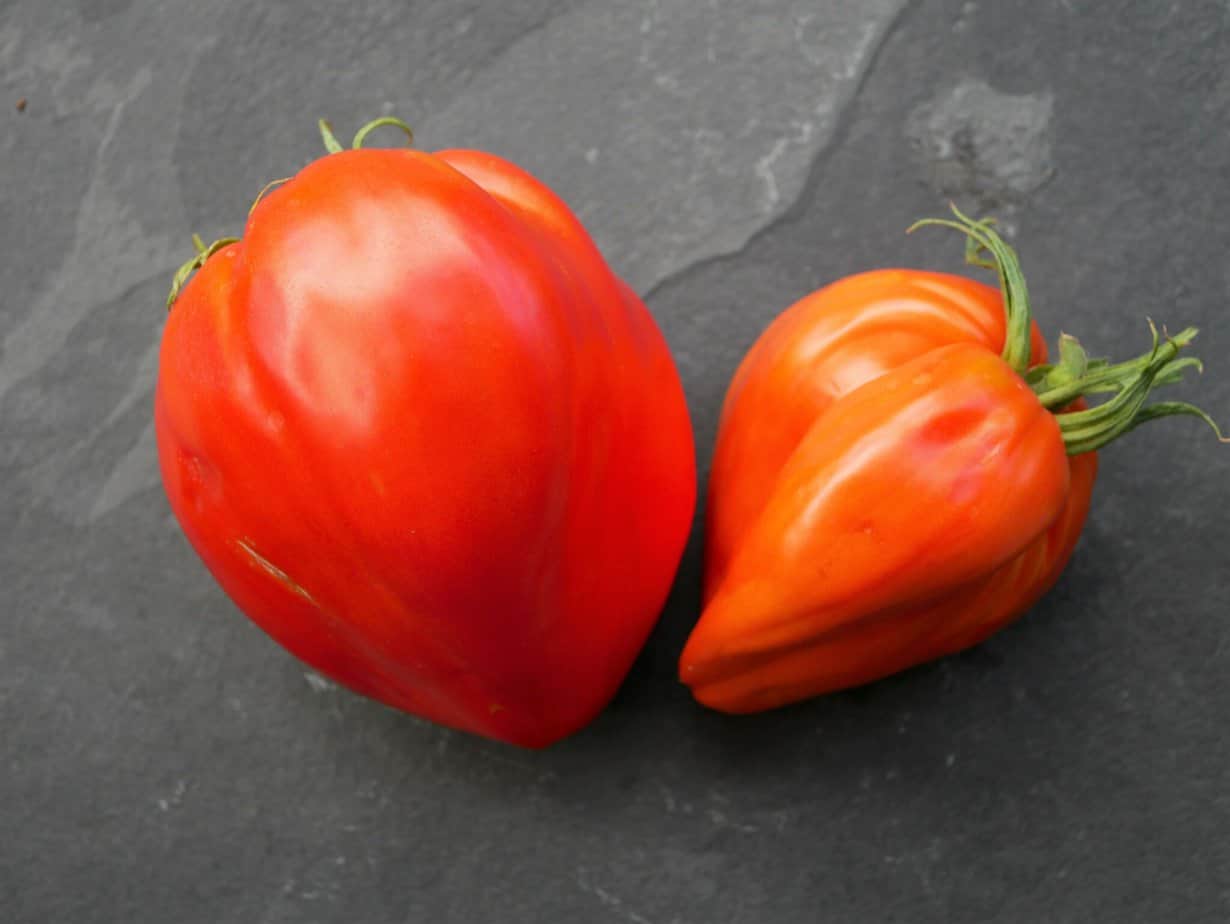 Tomaten - Diana's mooie moestuin