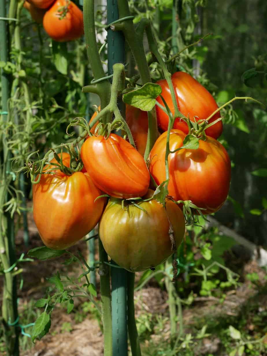 Pomodoro Cuore Antico di Acqui Terme - Diana's mooie moestuin