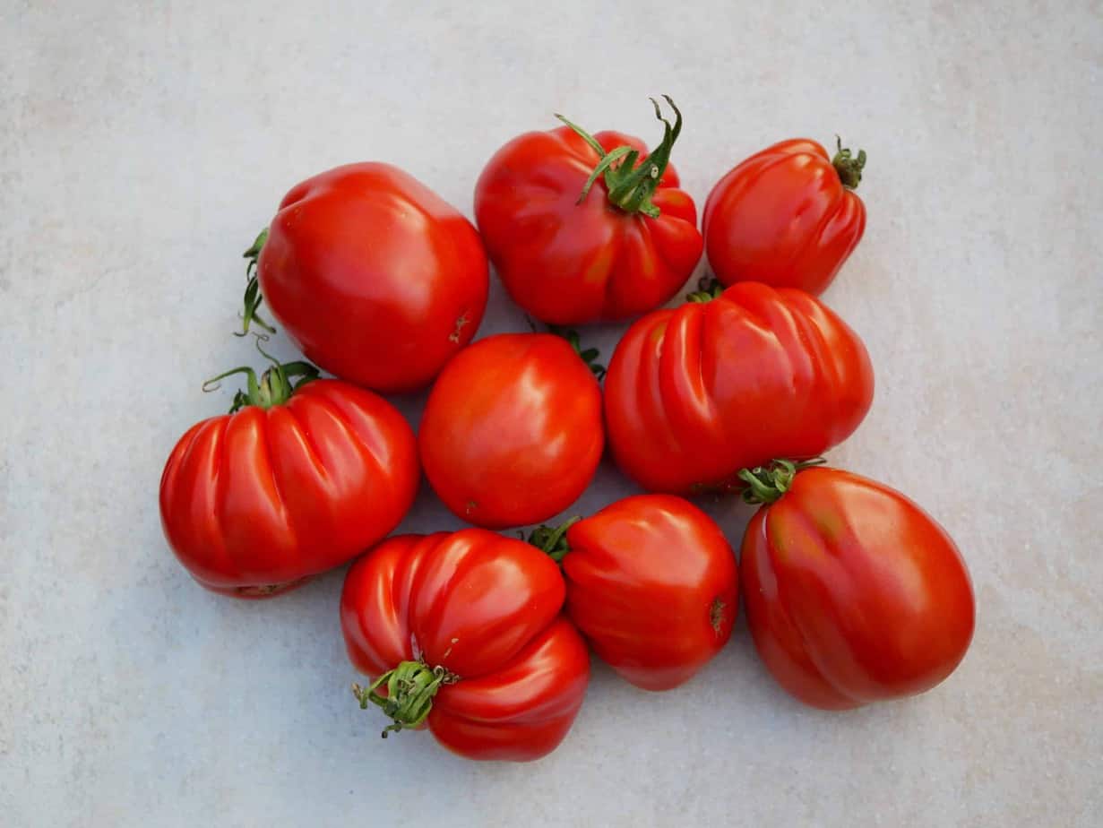 Red Fig - Diana's mooie moestuin