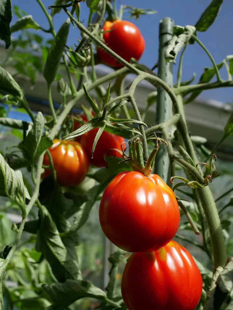 Red Fig - Diana's mooie moestuin