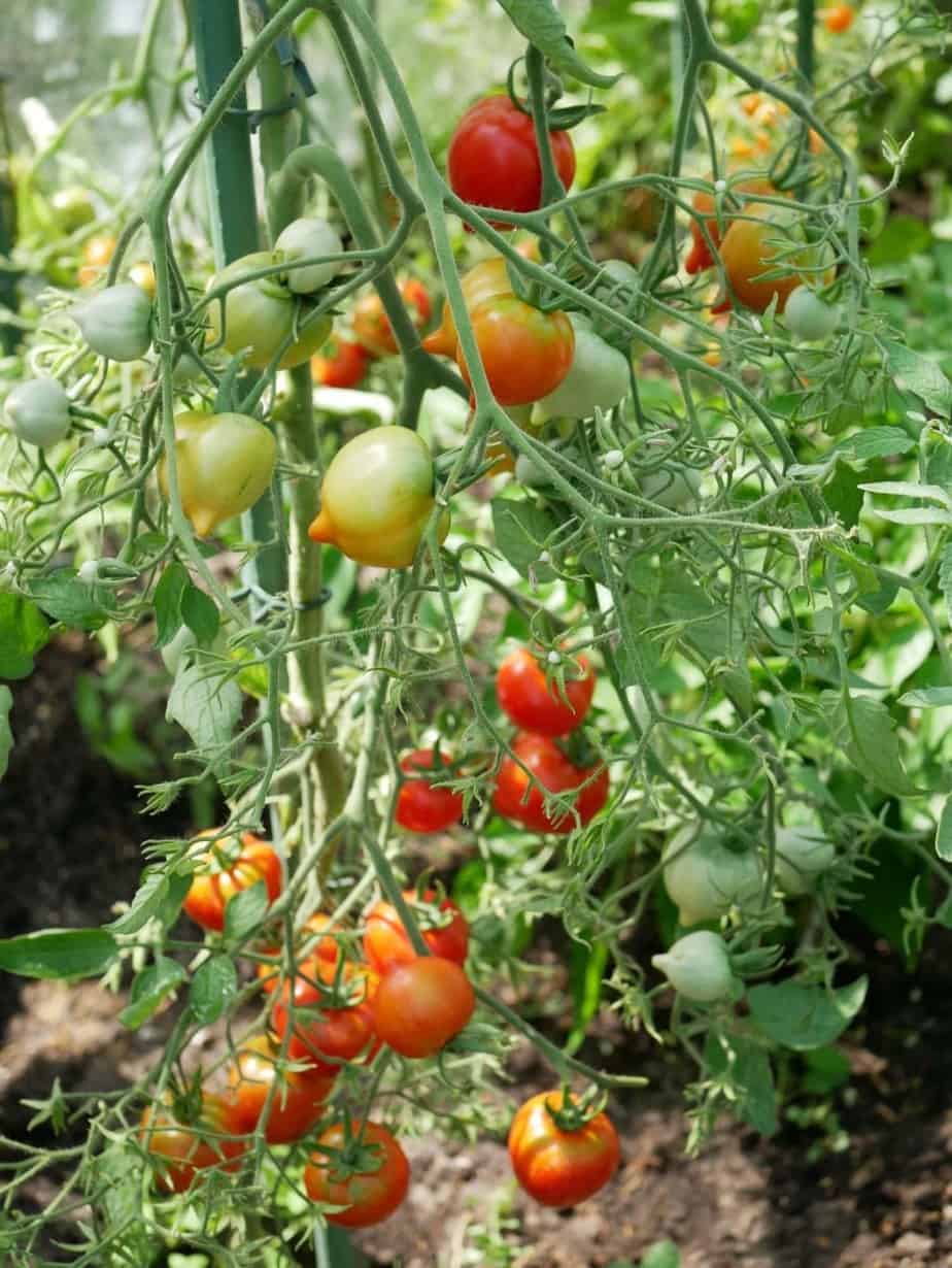 Multiflora - Diana's mooie moestuin