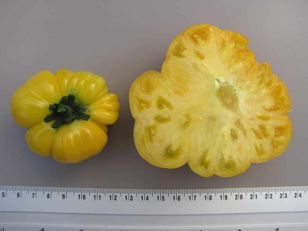 Tiger Paw - Diana's mooie moestuin