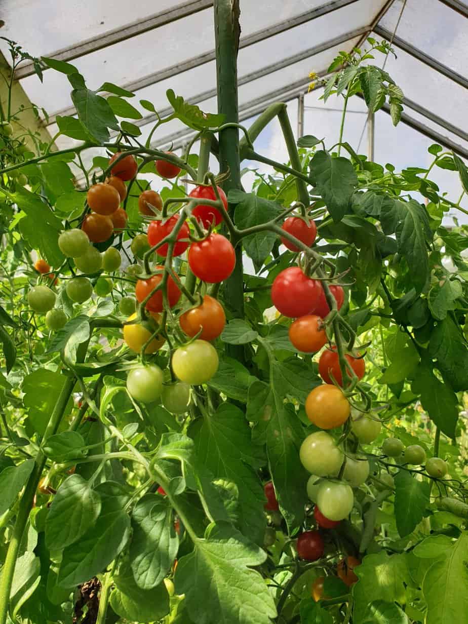 Trixi - Diana's mooie moestuin