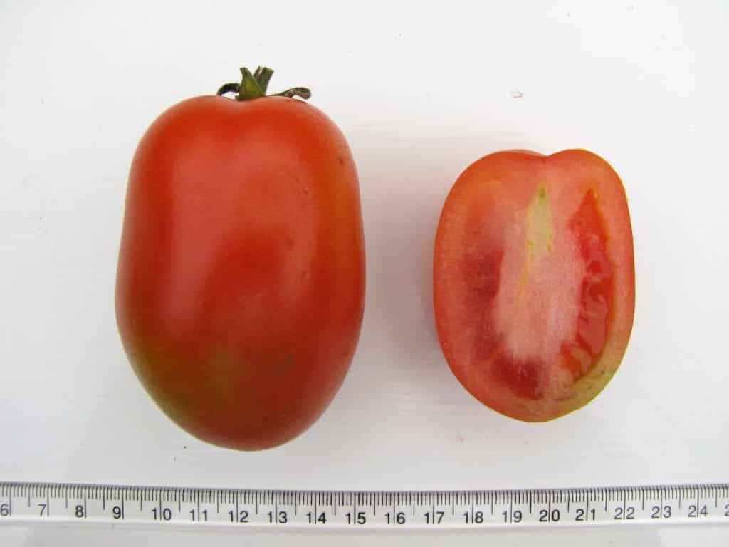 Window Box Roma - Diana's mooie moestuin