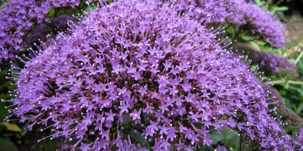 Trachelium caeruleum – Diana's mooie moestuin