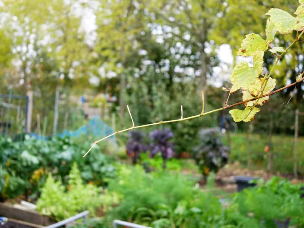 Winterkas - Diana's mooie moestuin