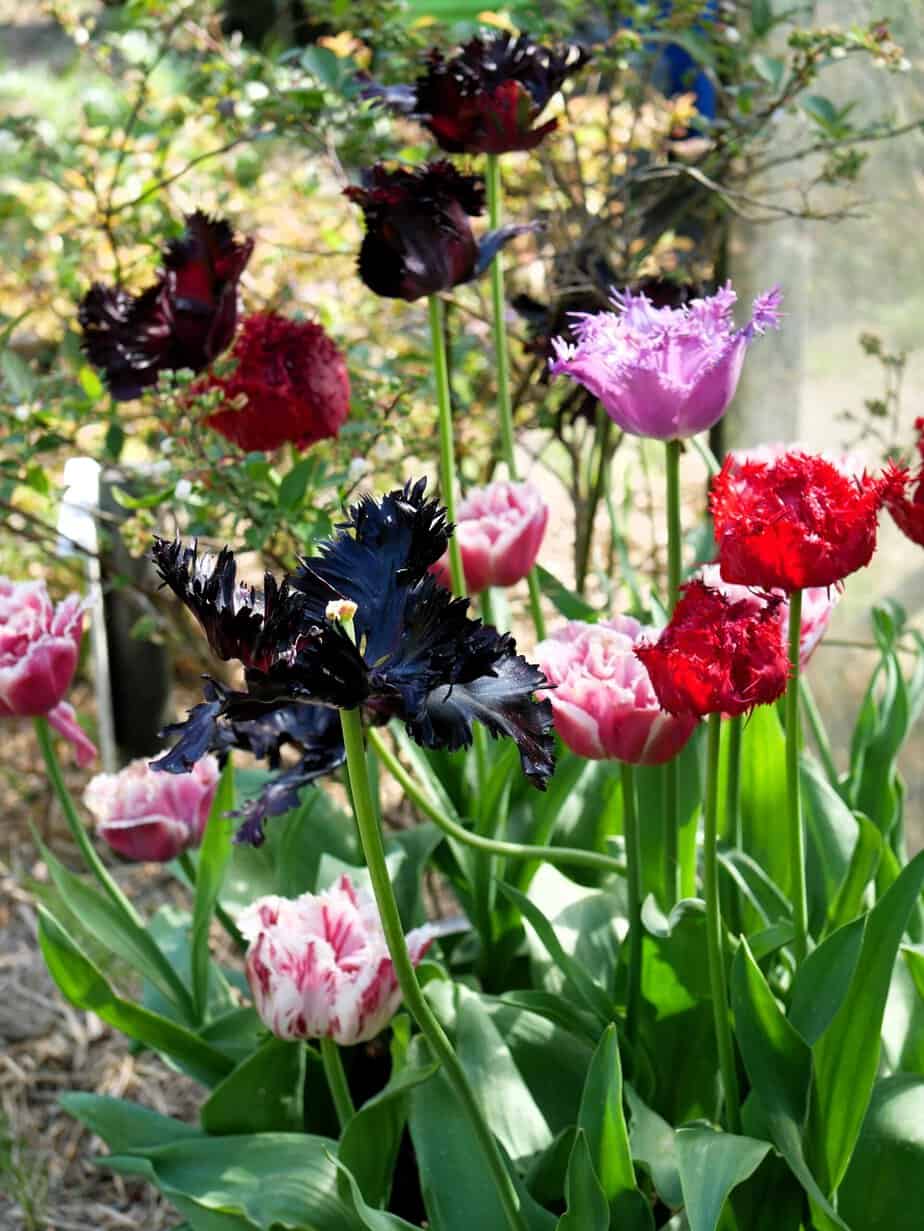 Een eigen tomaat - Diana's mooie moestuin