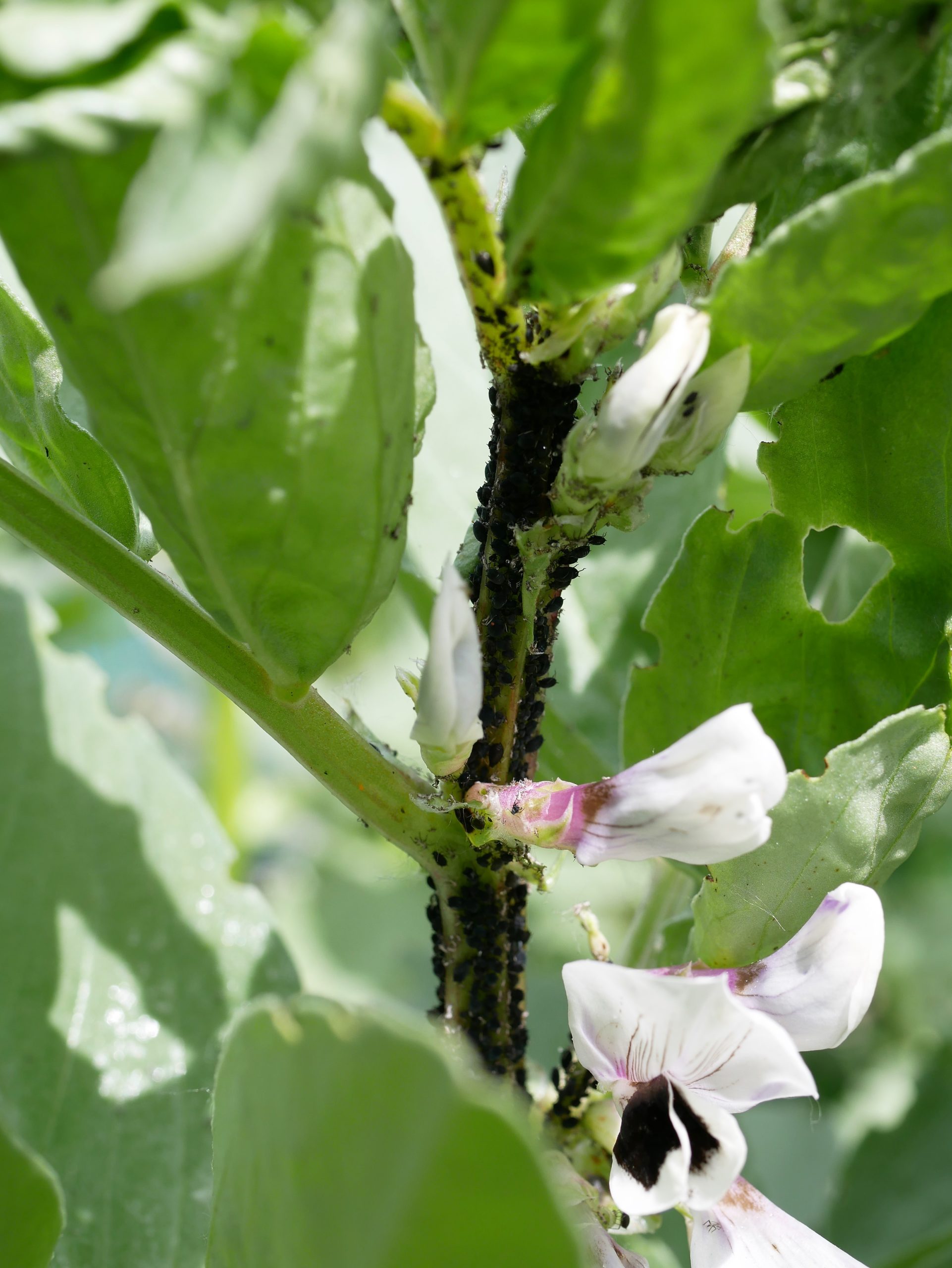 Luizen - Diana's mooie moestuin