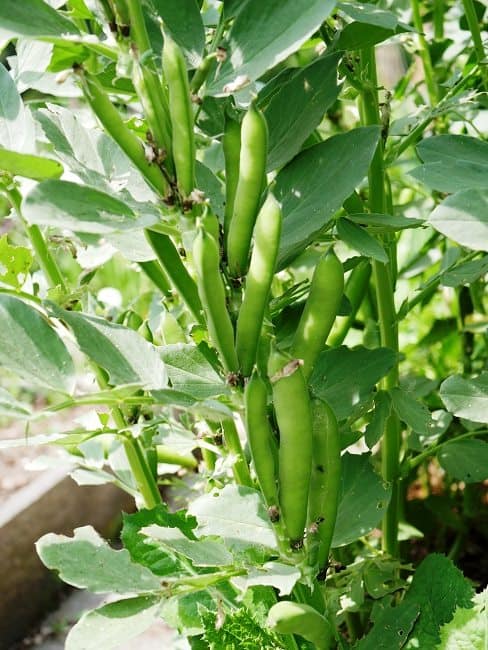 Tuinboon - Diana's mooie moestuin