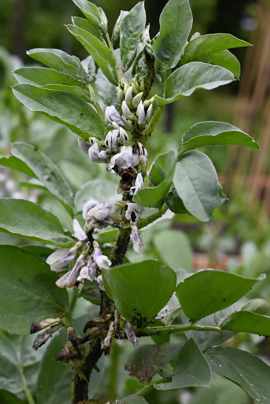 Stippelmot - Diana's mooie moestuin