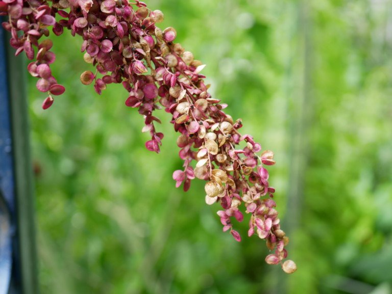 Tuinmelde - Diana's mooie moestuin