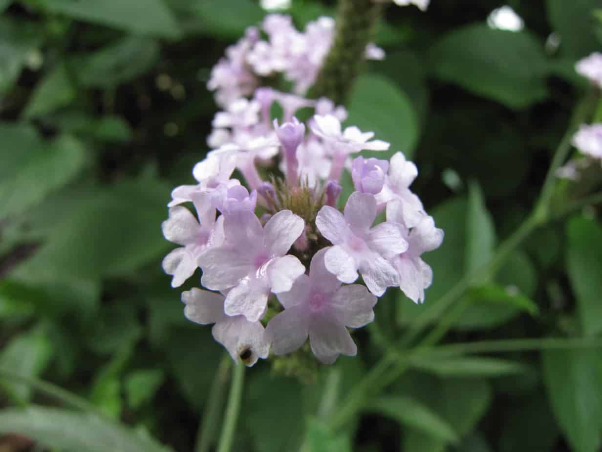 Verbena - Diana's mooie moestuin