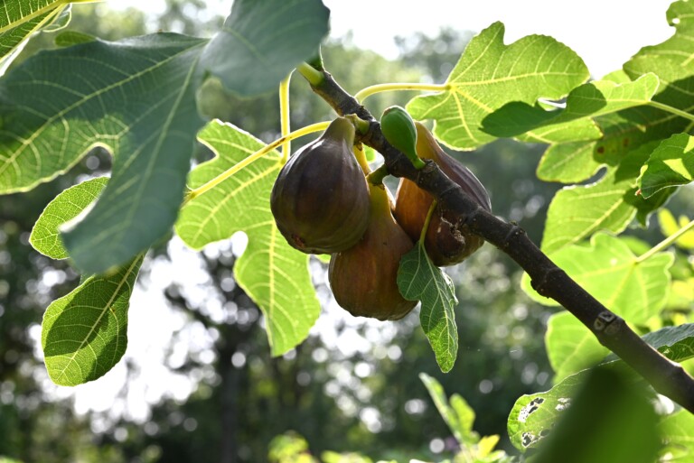 "main target" - Diana's mooie moestuin