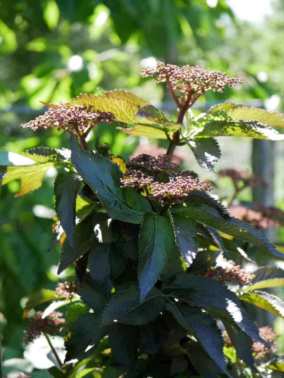Vlierbloesem - Diana's mooie moestuin