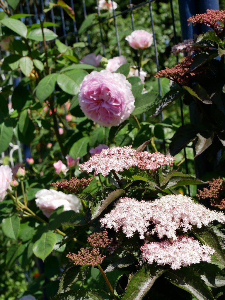 Vlierbloesem - Diana's mooie moestuin