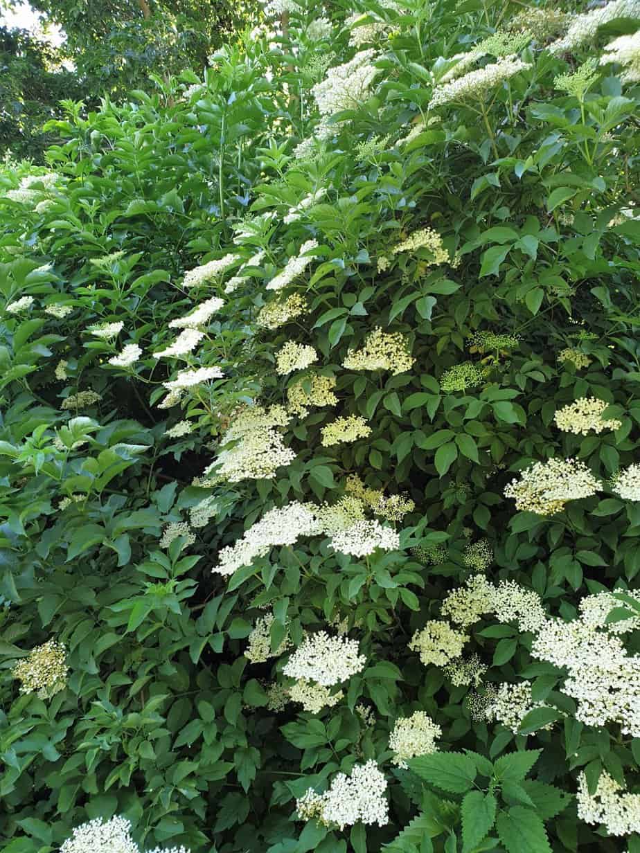 Vlierbloesem - Diana's mooie moestuin