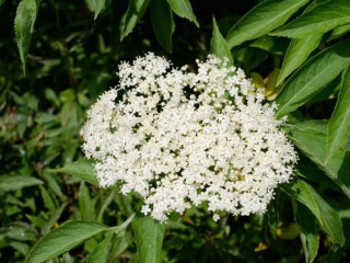 Vlierbloesemsiroop - Diana's mooie moestuin