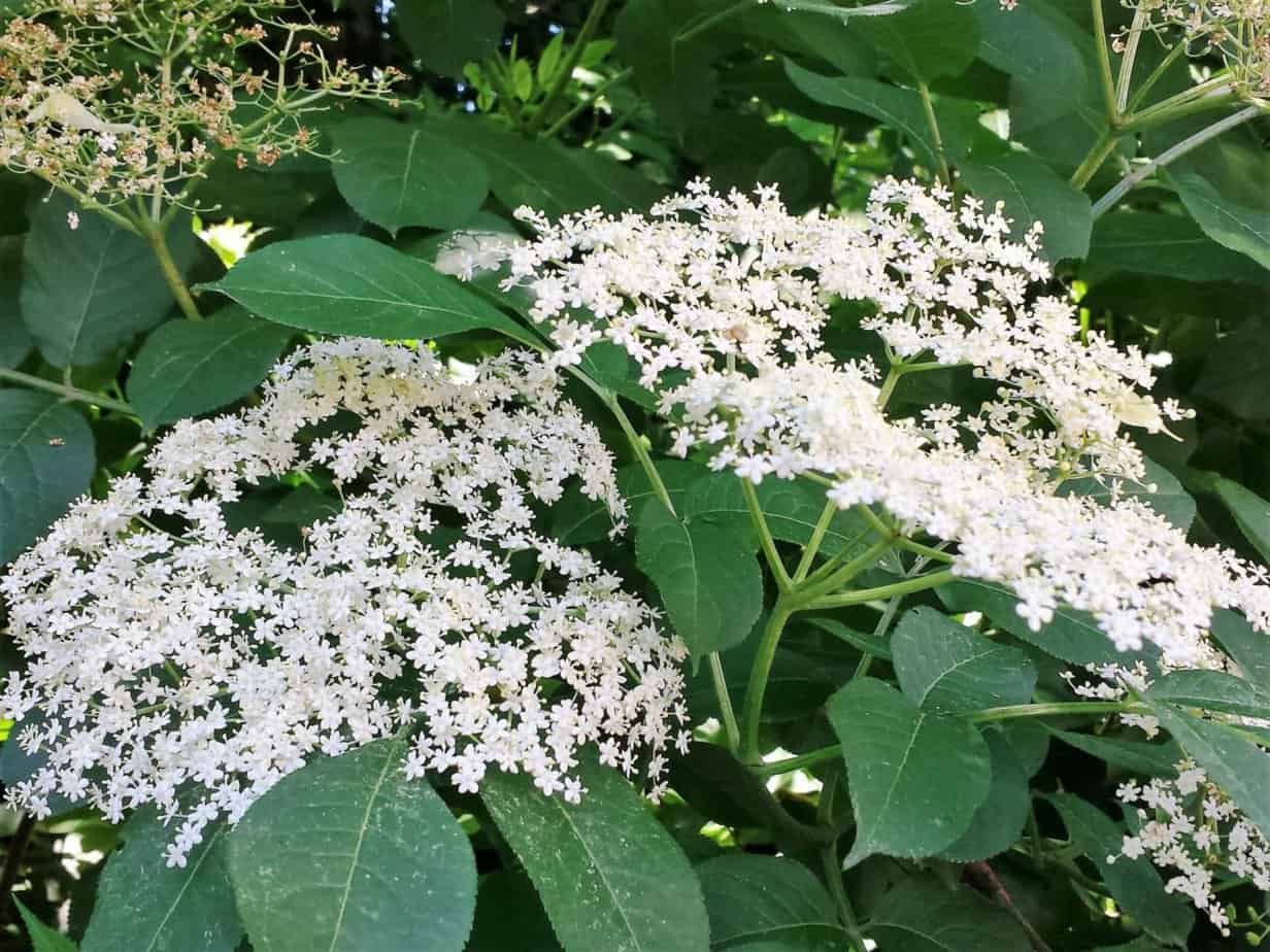 Vlierbloesem - Diana's mooie moestuin