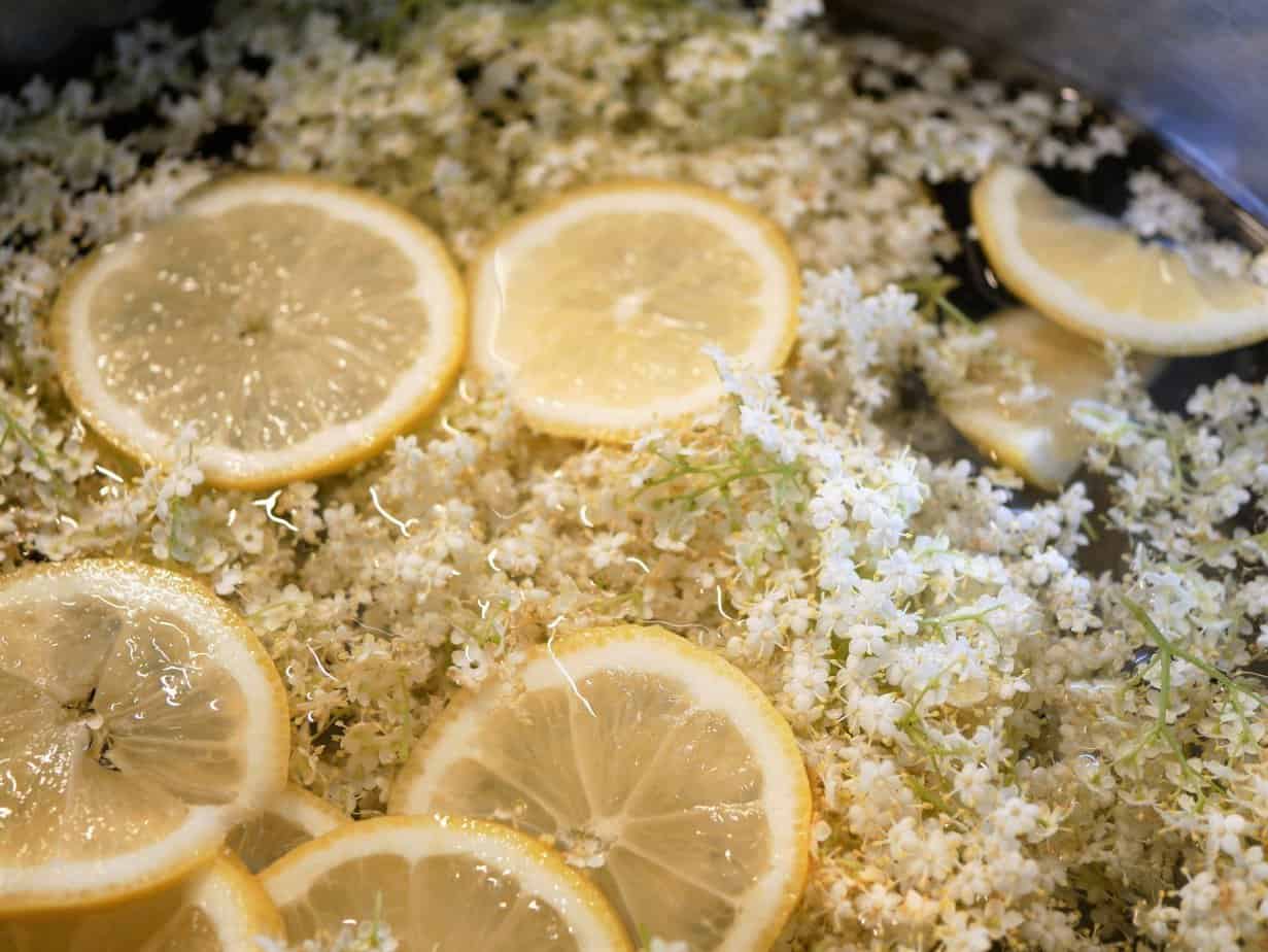 Vlierbloesem - Diana's mooie moestuin