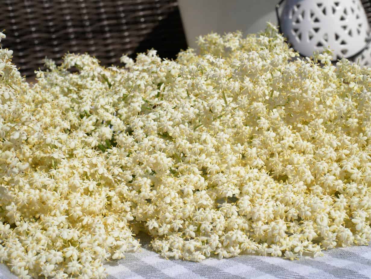 Vlierbloesem - Diana's mooie moestuin