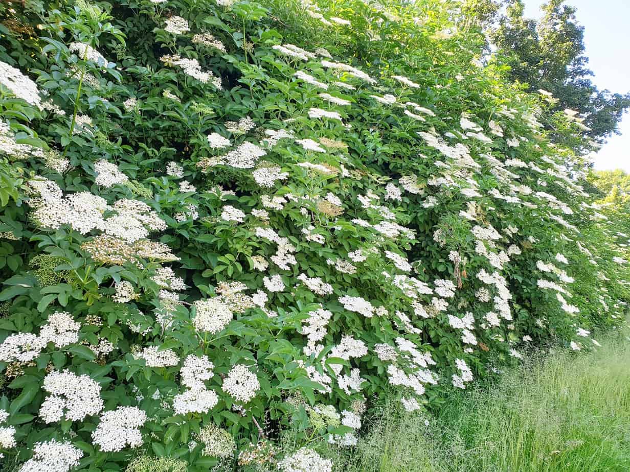 Vlierbloesem - Diana's mooie moestuin