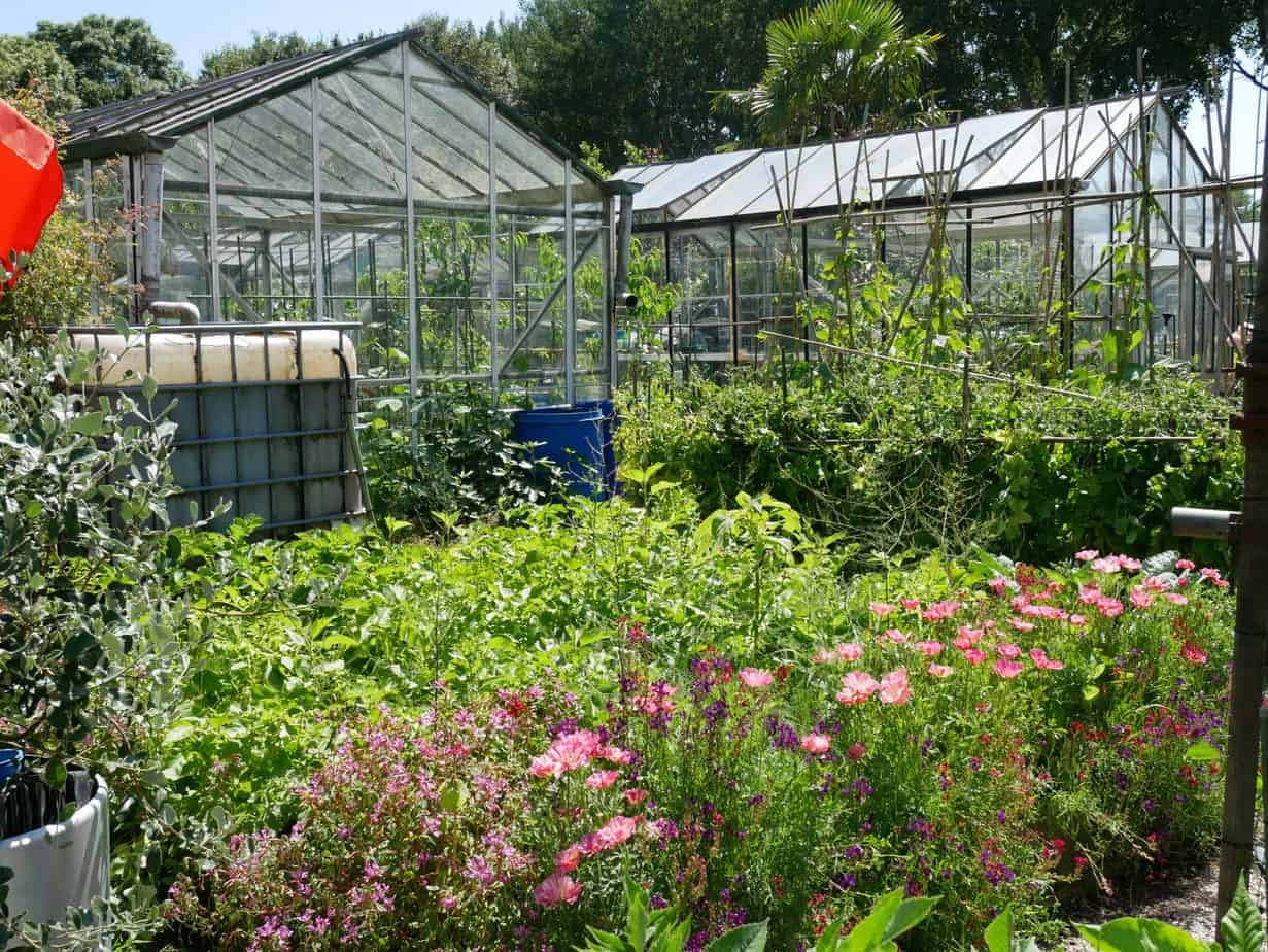 Combinatieteelt - Diana's mooie moestuin